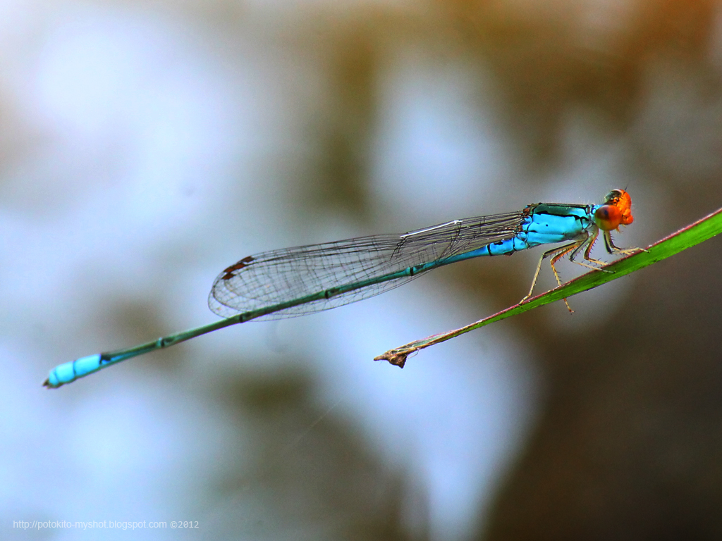 My Shot Gallery of Bengkulu: Blue Tailed Orange Face Damselfly ...