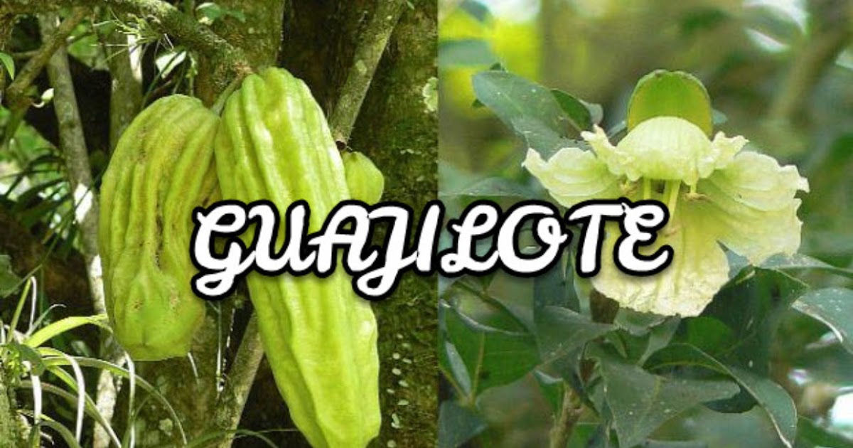 PROPIEDADES MEDICINALES DEL CUAJILOTE