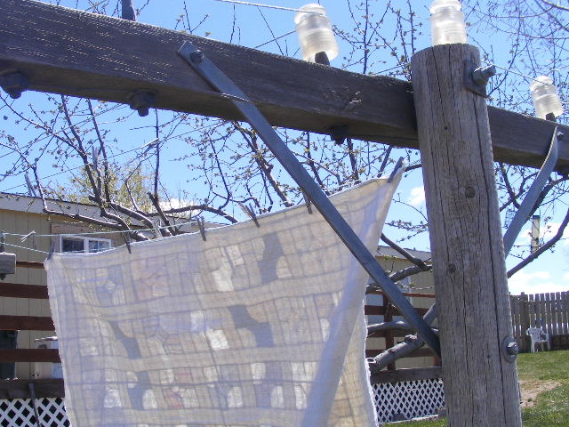 Coonie and Bees: Calling All Backyard Clotheslines