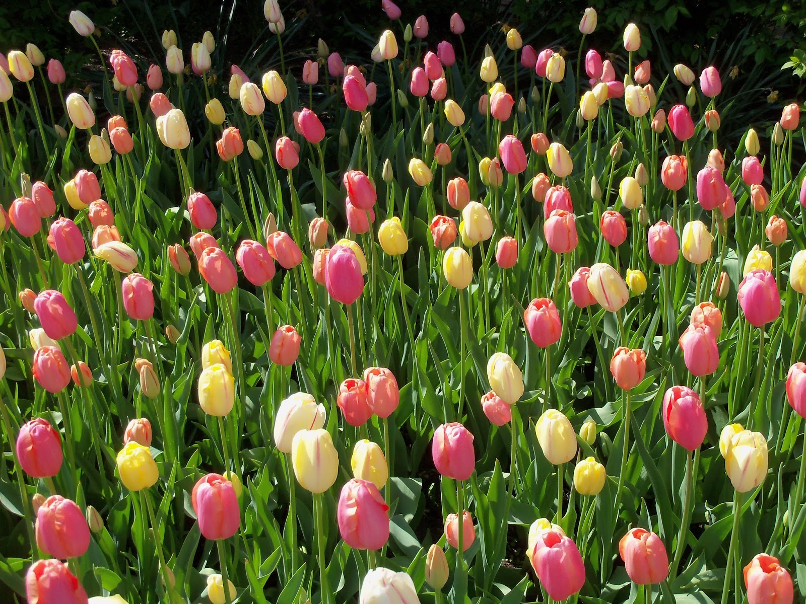 Beyond The Garden Gate: For the love of tulips
