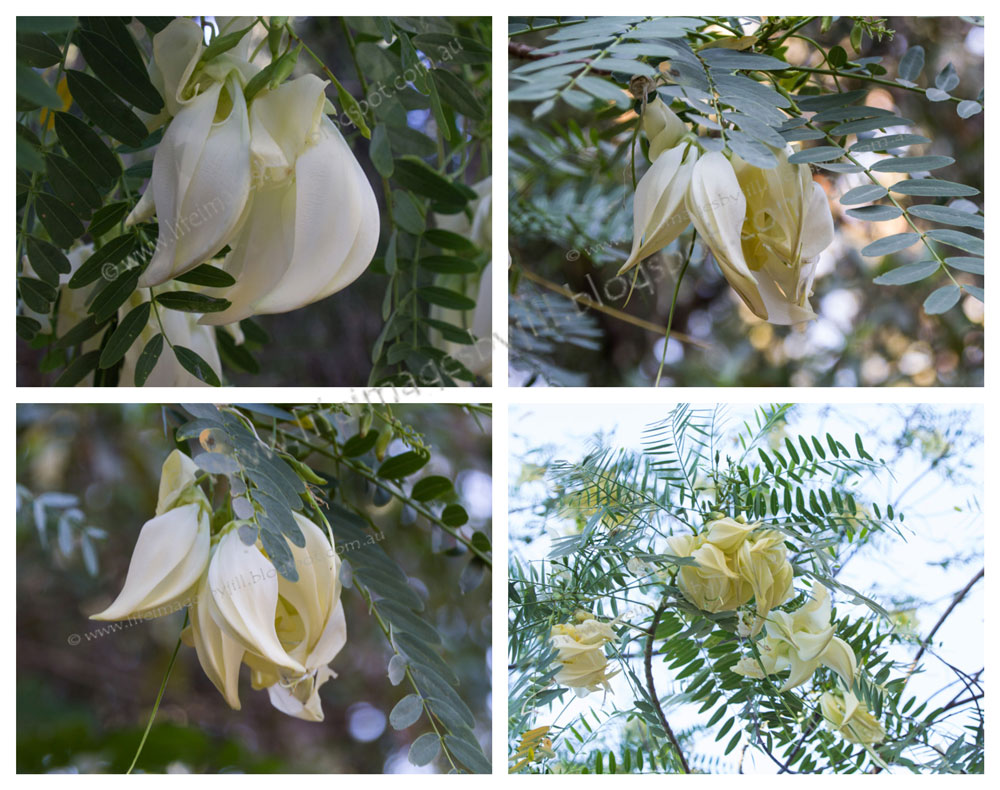 Life Images by Jill: The White Dragon Tree of Northern Australia ...