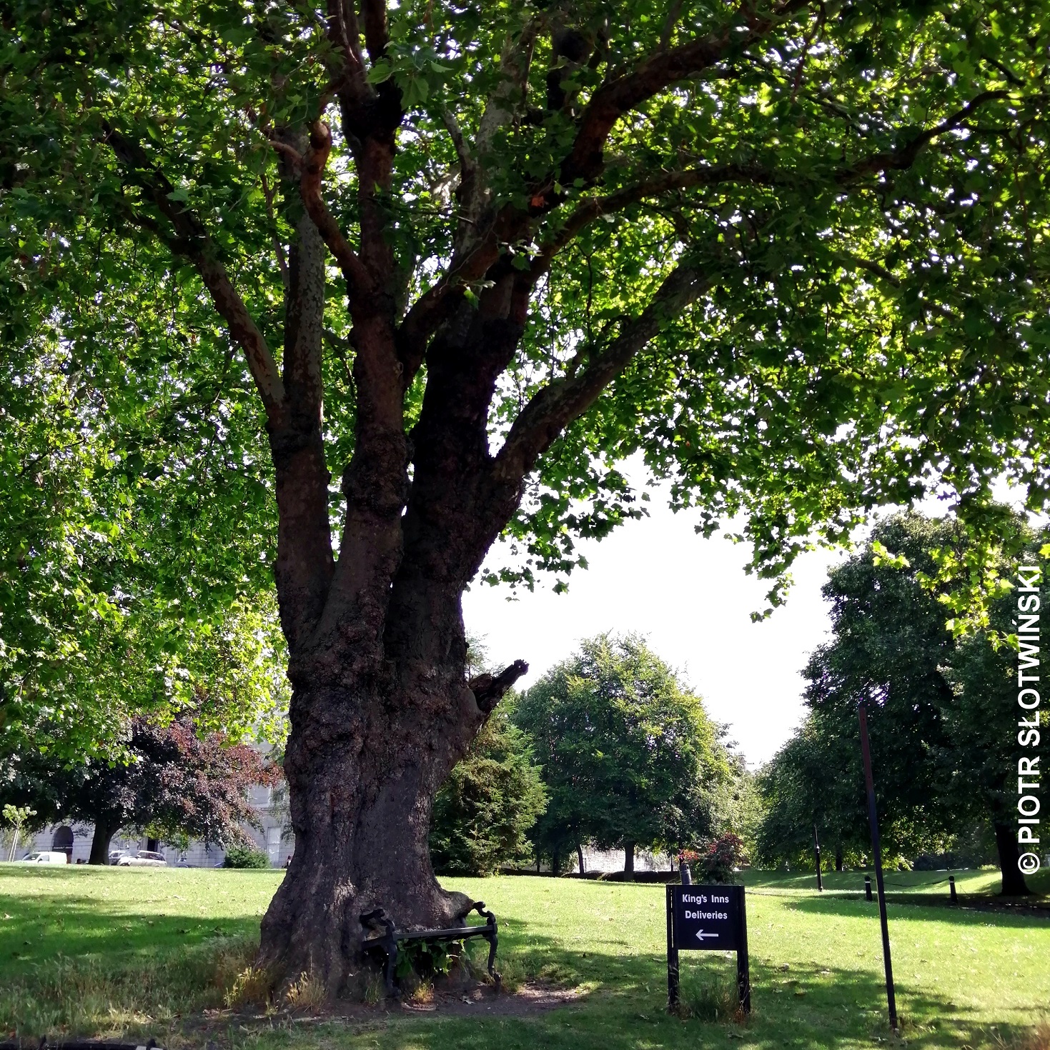 piotrslotwinski.com: Dublin: The Hungry Tree
