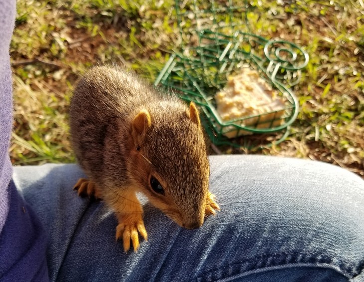 The Ornamental Vegetable Garden: critters!
