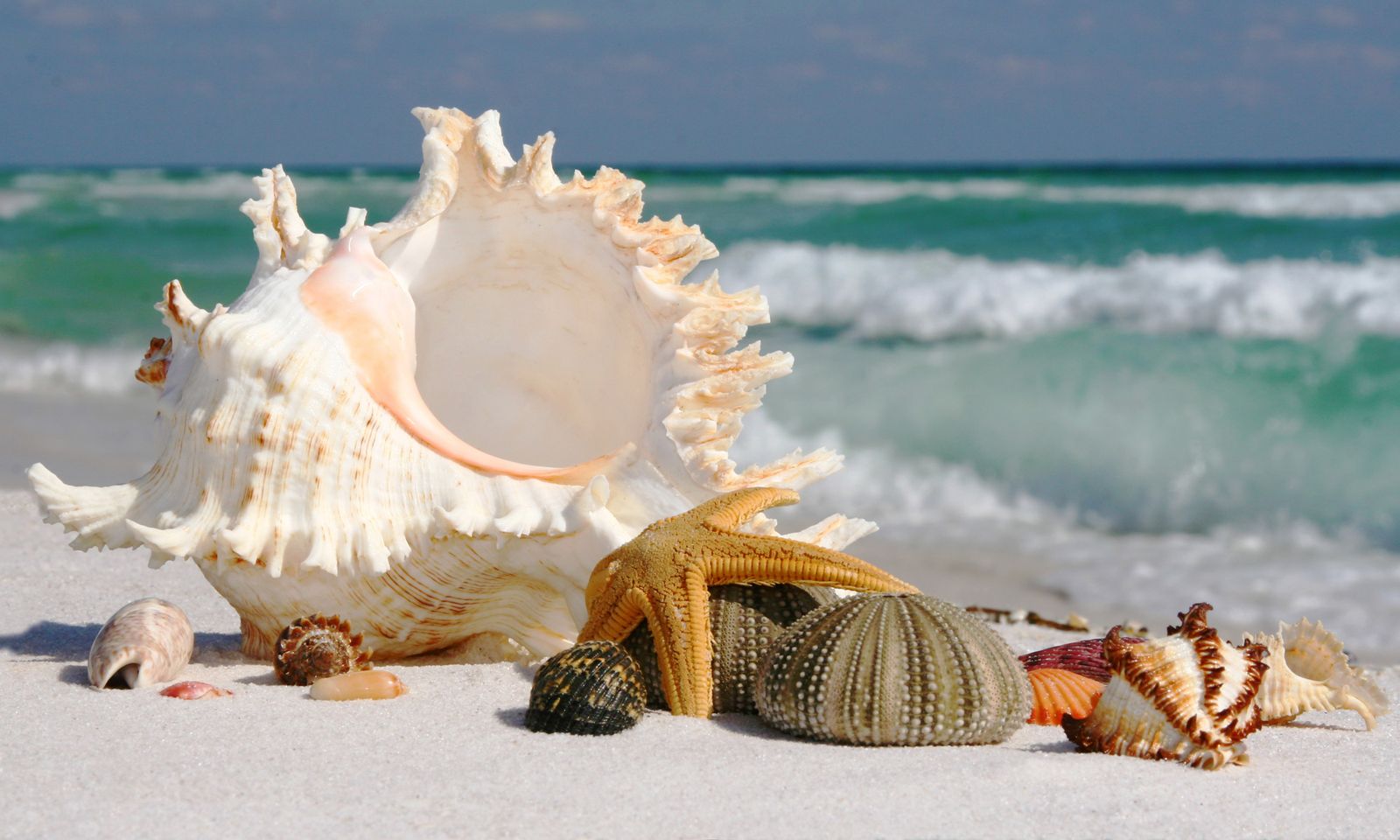 Agim Mato: Mbush një grusht me guaska deti