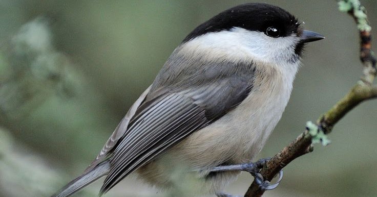 Vogels in de Oranjepolder (en soms ver daarbuiten): Zwartkopmees of matkop.