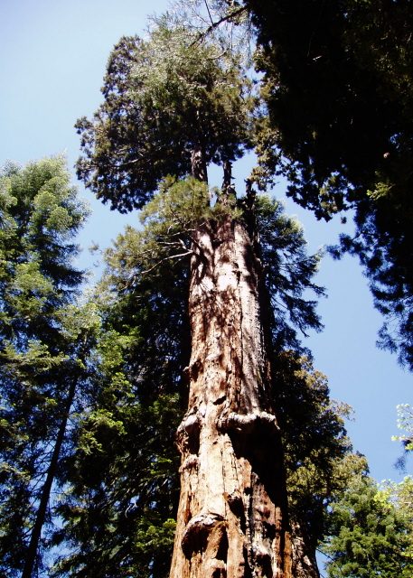 Surya Bina Mitra: John Adams : Pohon Terbesar keduabelas di Dunia
