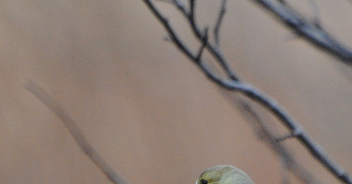 the Grabers: January birds