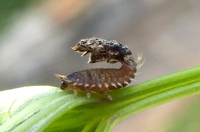 ARBICO Organics: What’s This Bug? The Golden Tortoise Beetle.