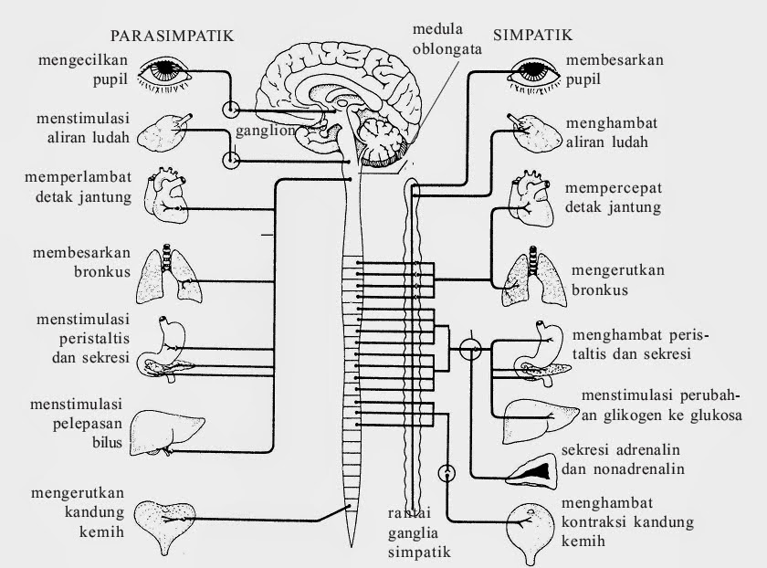 Belajar Biologi: sistem saraf pada manusia