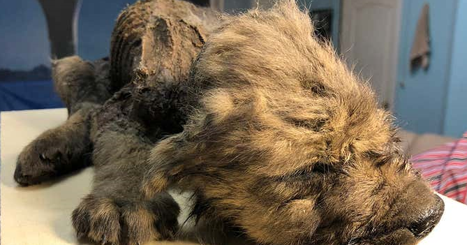 Ancient Artifacts: Ancient puppy in permafrost