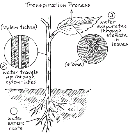 Wonders of Biologia: Transpiration Process