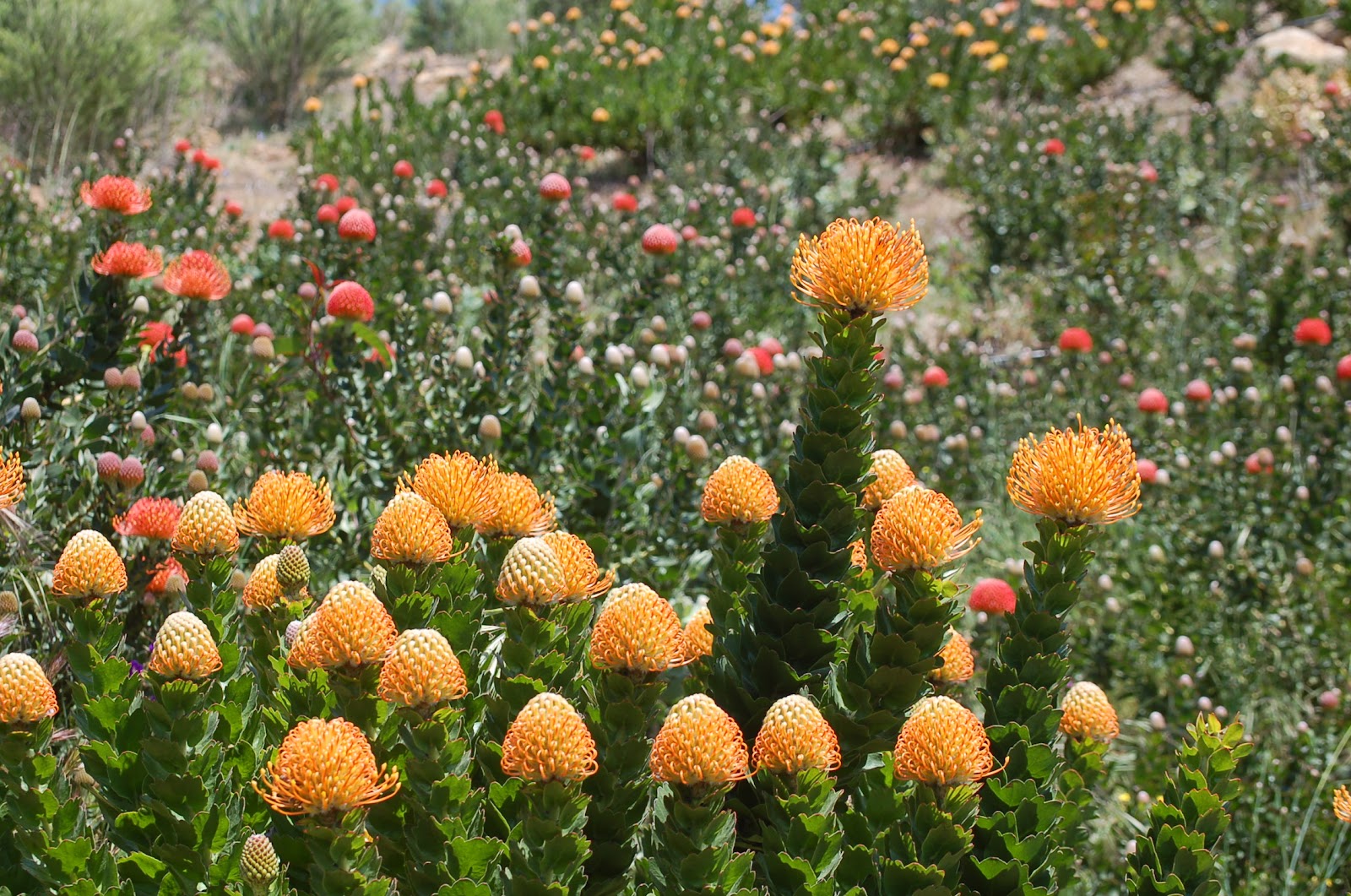 A Passion for Flowers: Springtime in the Leucospermum Fields