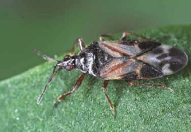Nuestros colegas los bichos: Insectos en el control de plagas.