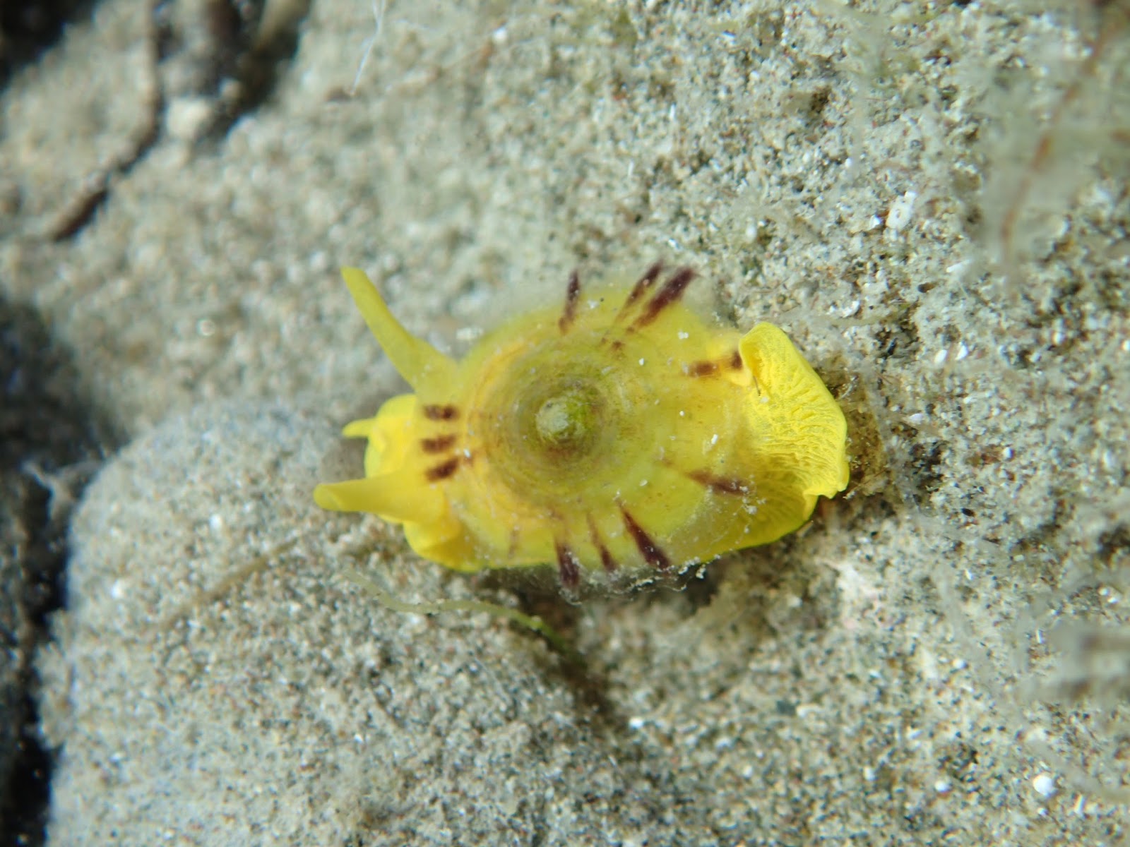 Biodiversity of Cyprus by NGO Protection of the Natural Heritage and ...