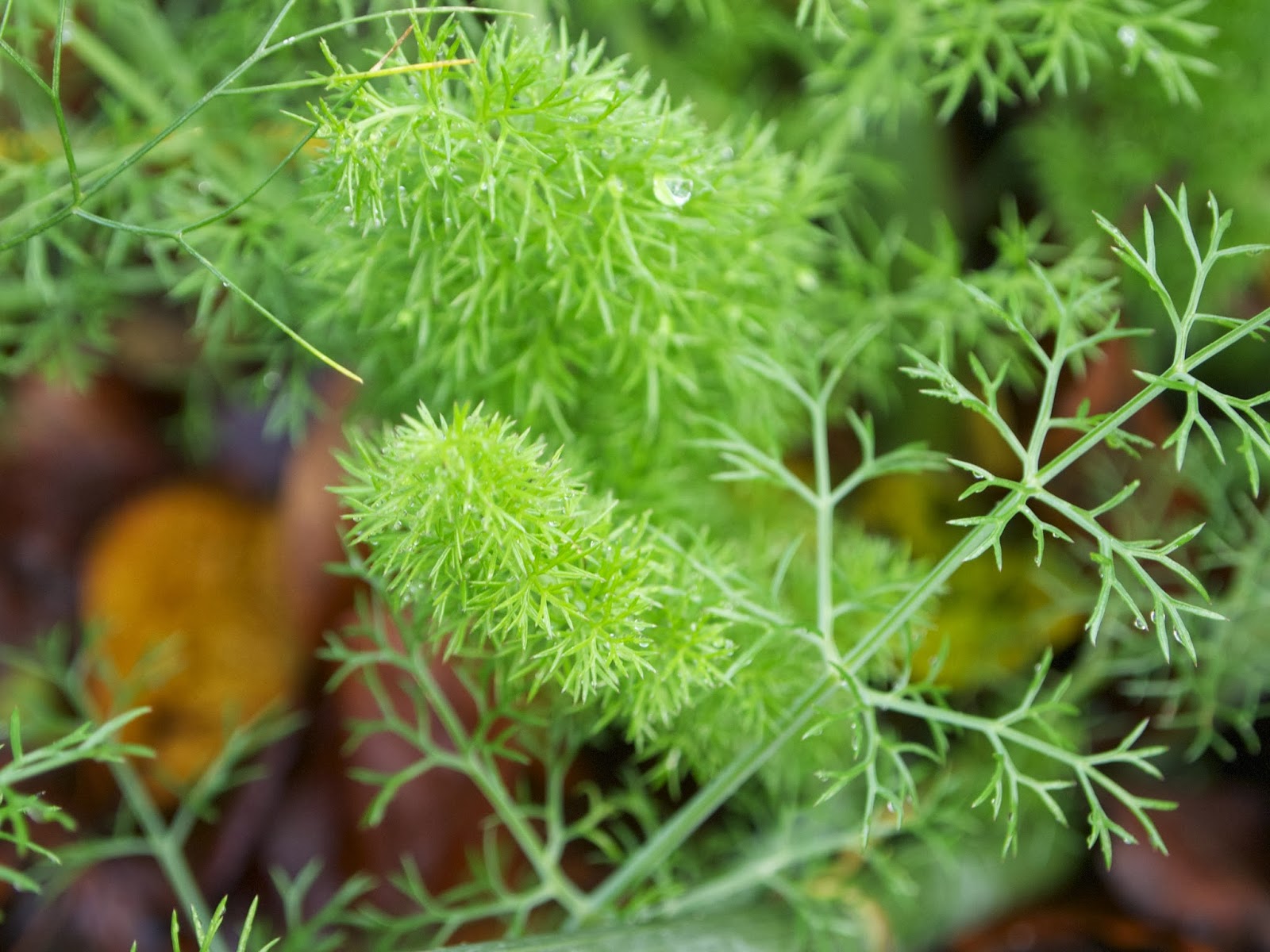 Vild med Køkkenhave: Flere slags fennikel