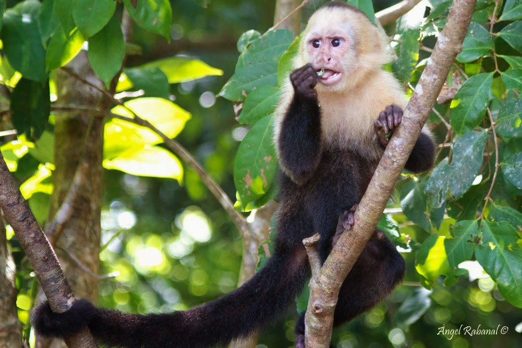 Calamones de la isla: Costa Rica 2ª parte (pelo)