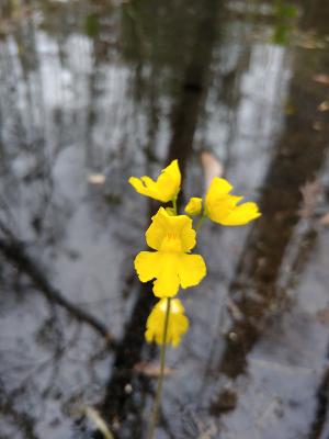 Native Florida Wildflowers: Floating Bladderwort - Utricularia inflata