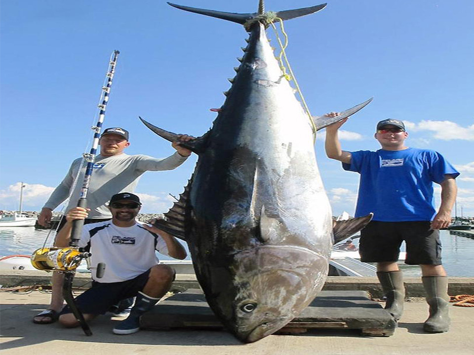 Five Most Expensive Pet Animals in the World