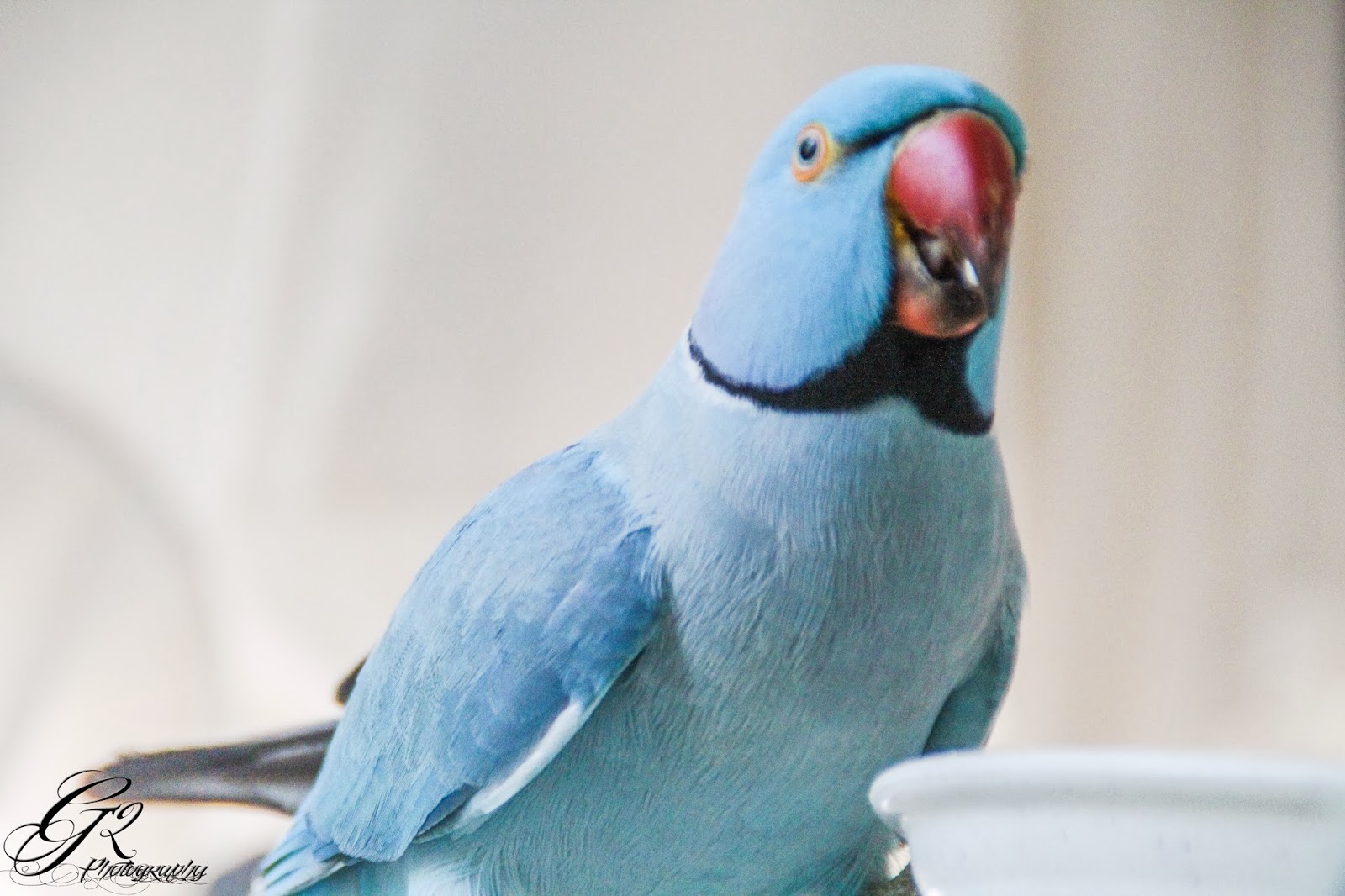 G2 Photography: 1-20-14 Blue Indian Ringneck Parakeet