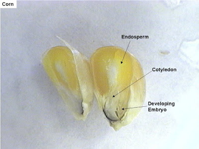Bebe corn: Embryo