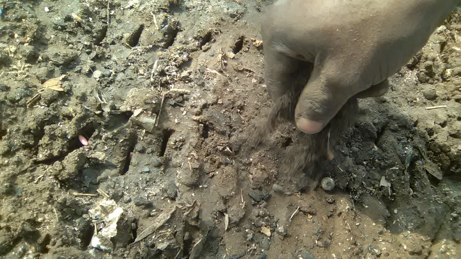 PUT WOOD ASHES TO WORK ON YOUR VEGGIES FARM OR GARDEN | HYBRID VEGGIES