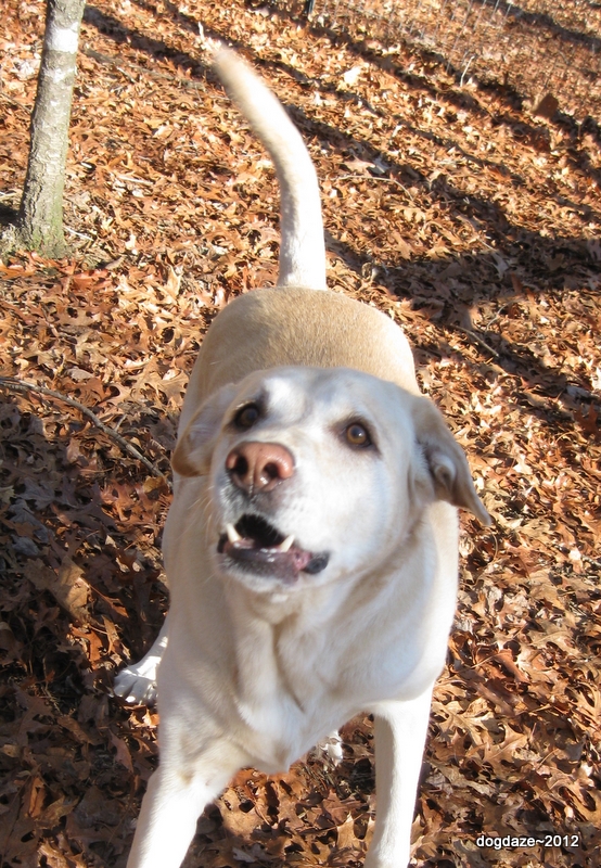 Dog Daze: Downton Abbey's Labbies