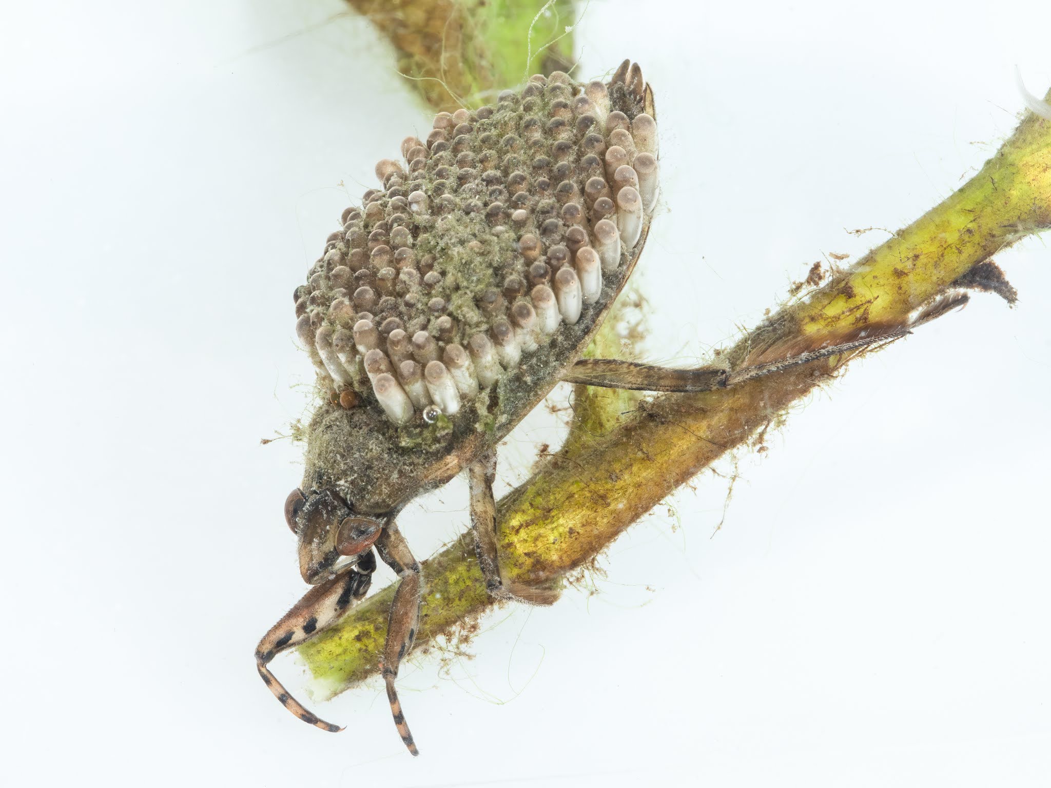 The Toe-Biter: True Bugs and Devoted Dads