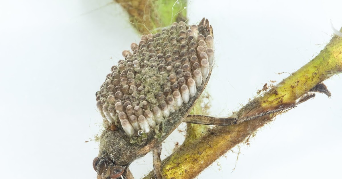 The Toe-Biter: True Bugs and Devoted Dads