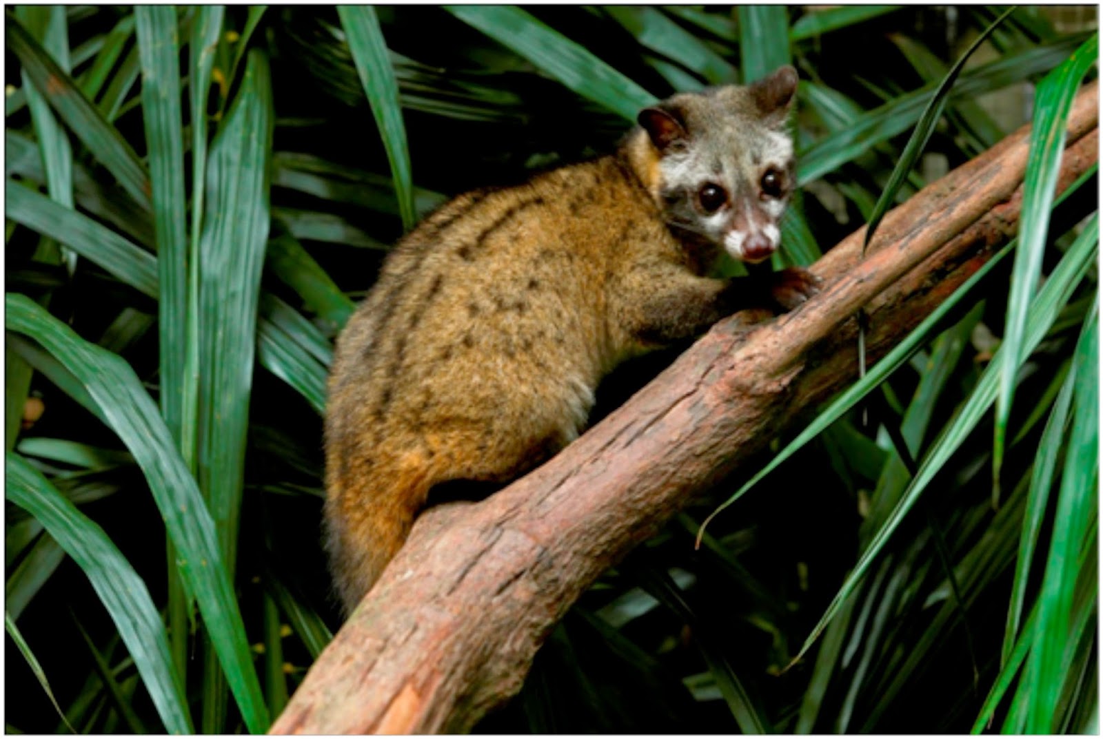 Animals at Night Wallpaper | HD Animals Wallpapers Free Download