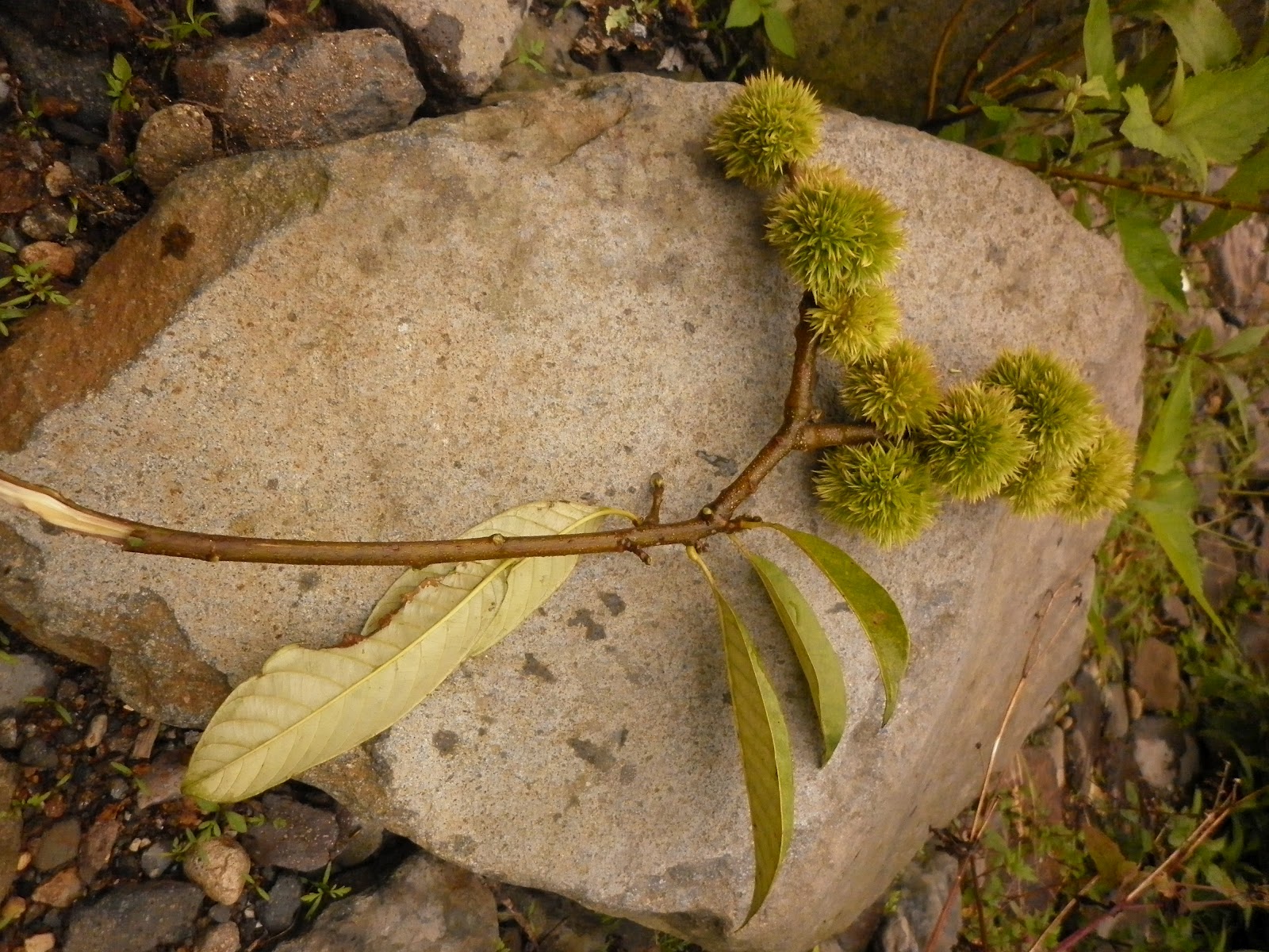 Castanopsis argentea (Blume) ~ Prapatan SPS