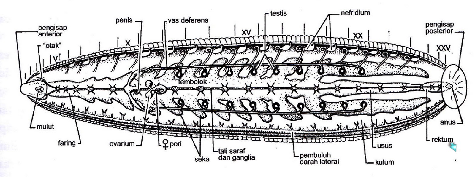 Jayalah Science: FILUM ANELIDA ( CACING BERSEGMEN-SEGMEN)