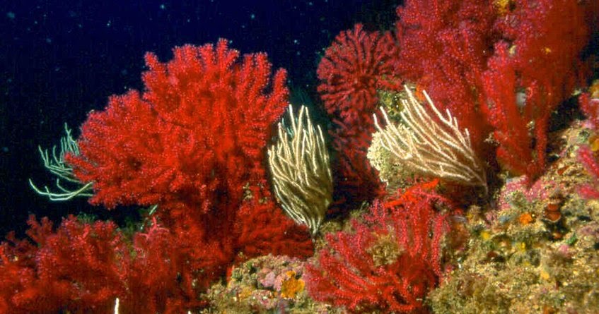 News Daily Spot: A study reveals how red algae accelerate the melting ...