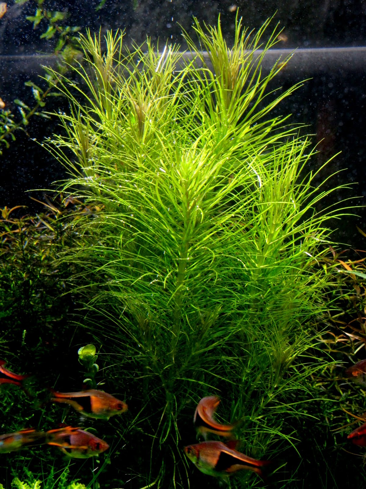 Pogostemon erectus ~ Acuario Batuke