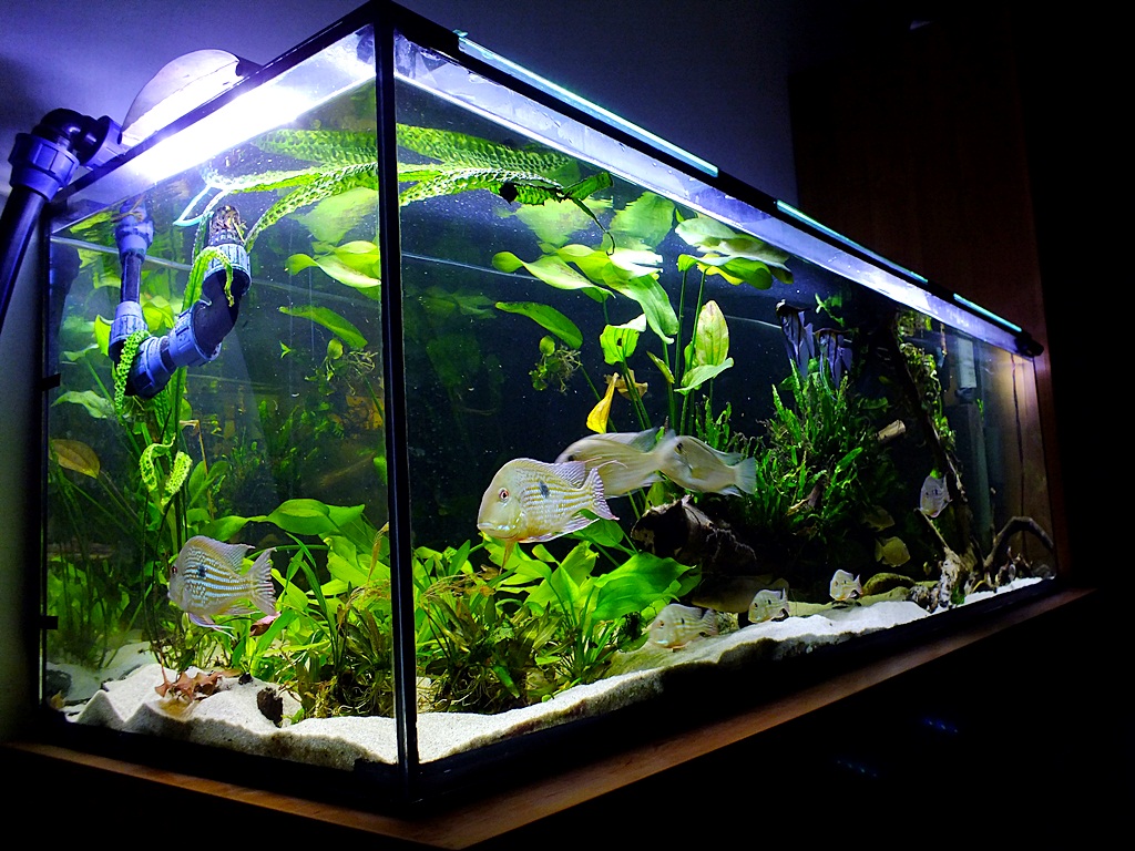 Araceae: Az akvárium berendezése 1. rész (Fogalmak, technika)