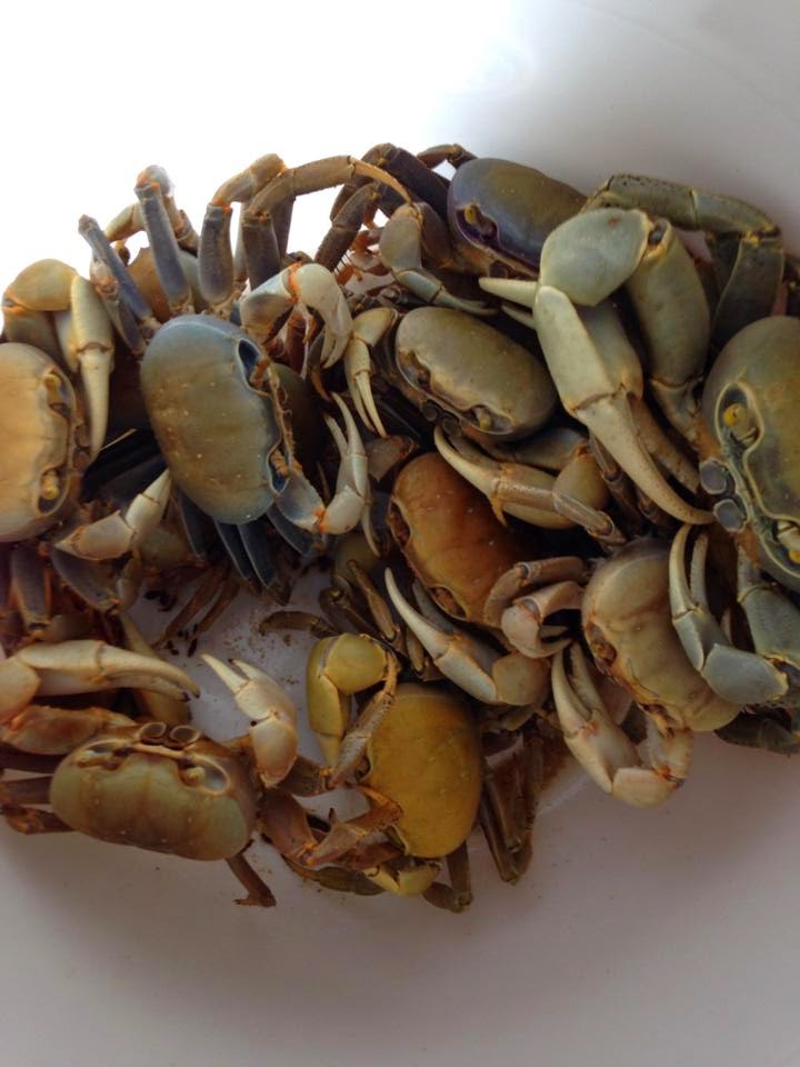 Les crabes devant servir au matoutou