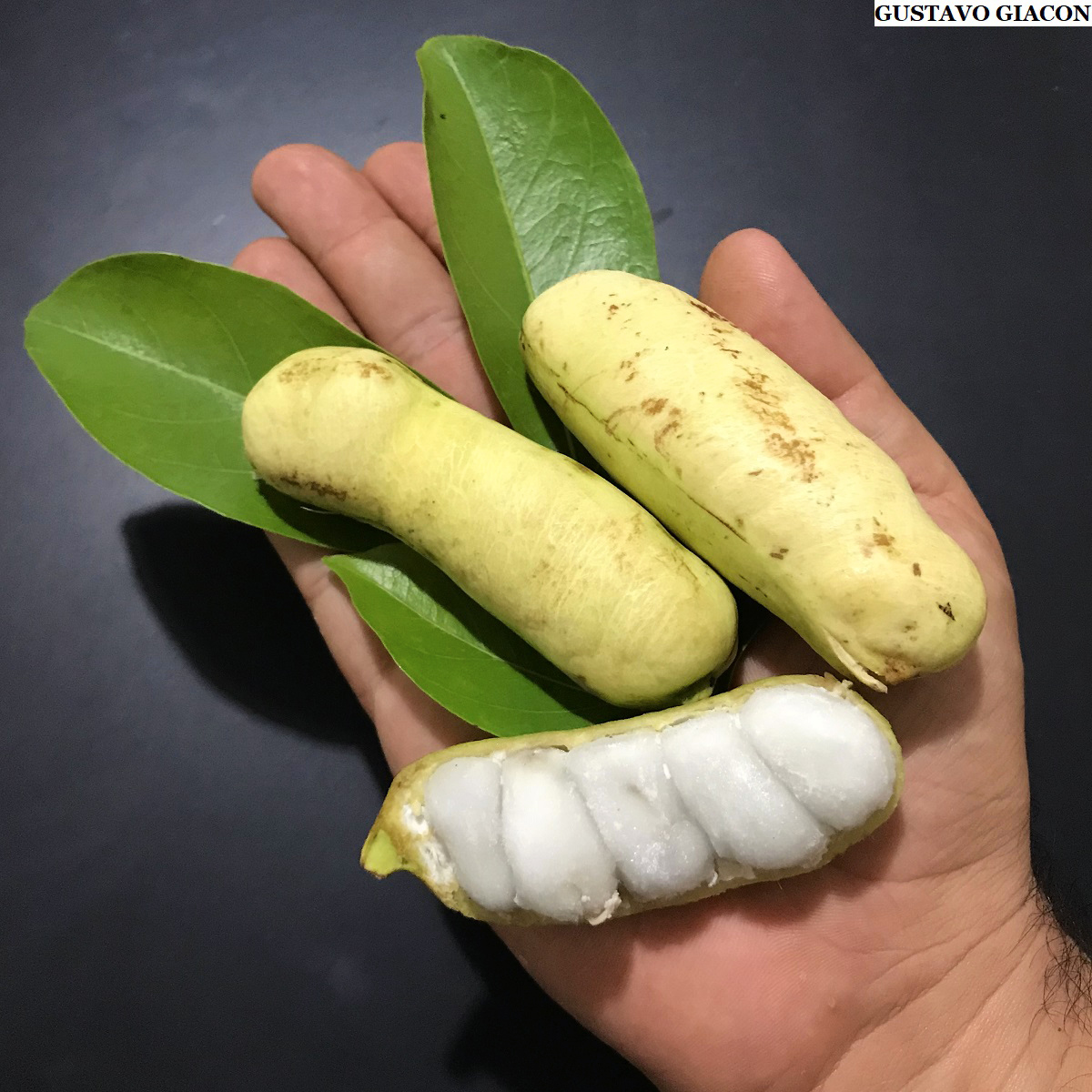 Viveiro Ciprest - Plantas Nativas e Exóticas: Ingá Mirim ( Inga laurina )