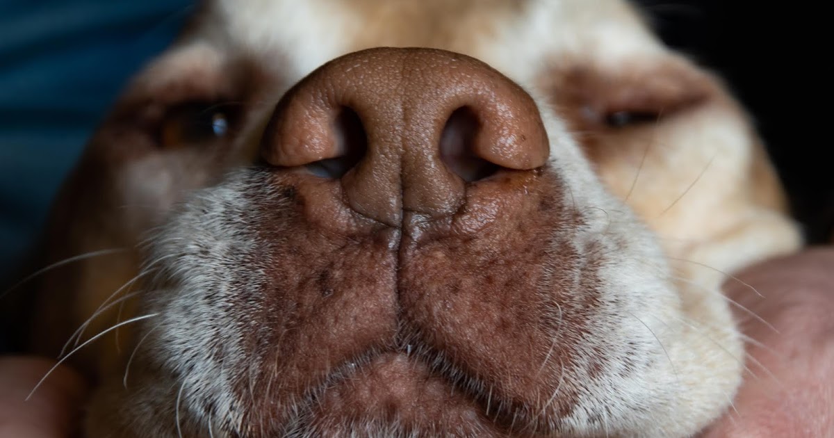 DOS MÁS EN LA FAMILIA: El olfato de los perros. Autenticas máquinas ...
