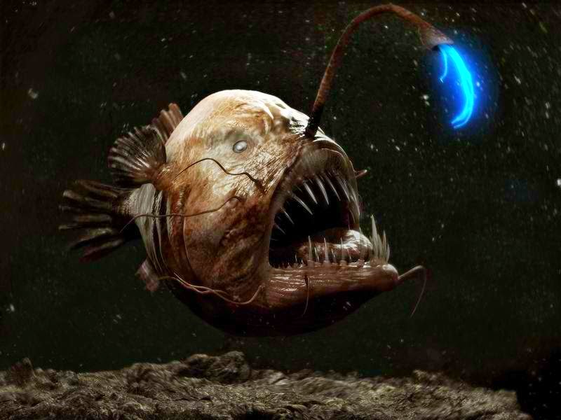 Gusti Arya Yunedi Share 4 All: The Angler Fish with its glowing fleshy mass