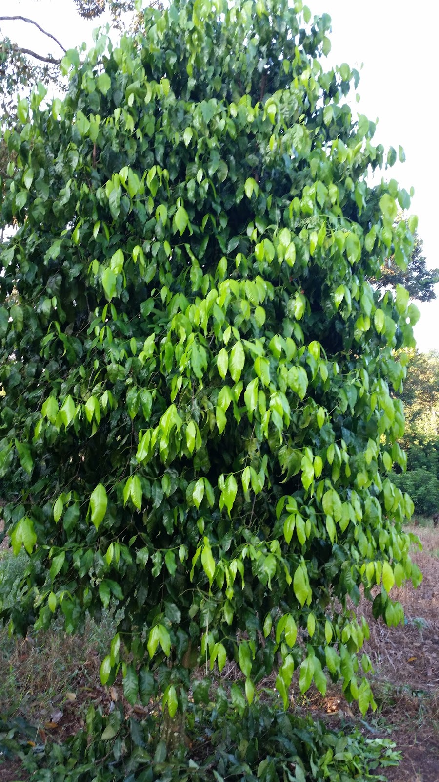 Warisan Petani: Pelbagai tanaman.