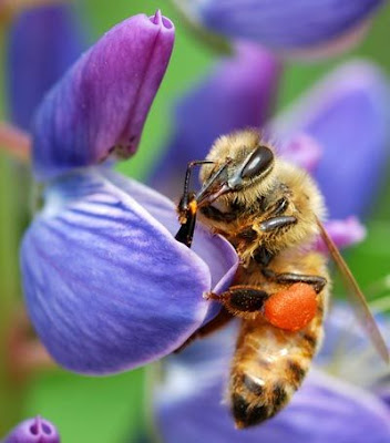 CORONA APICULTORES: NÉCTAR Y NECTARIOS