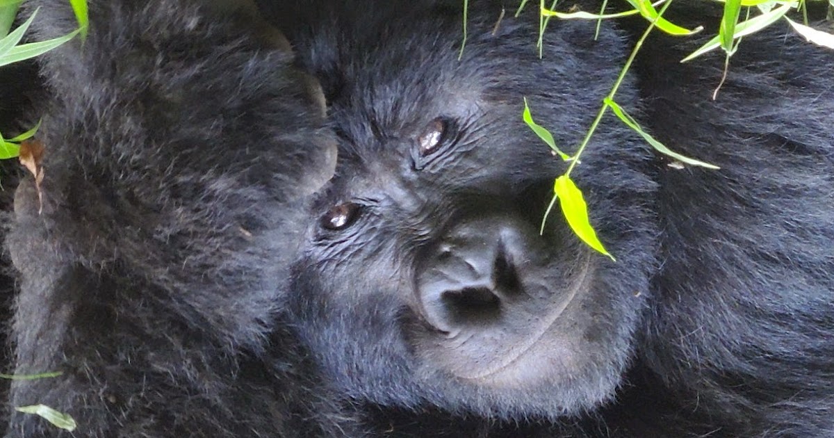 Mountain Gorillas: They Share 98% Of Our Dna / Der Berggorillas: 98% ...