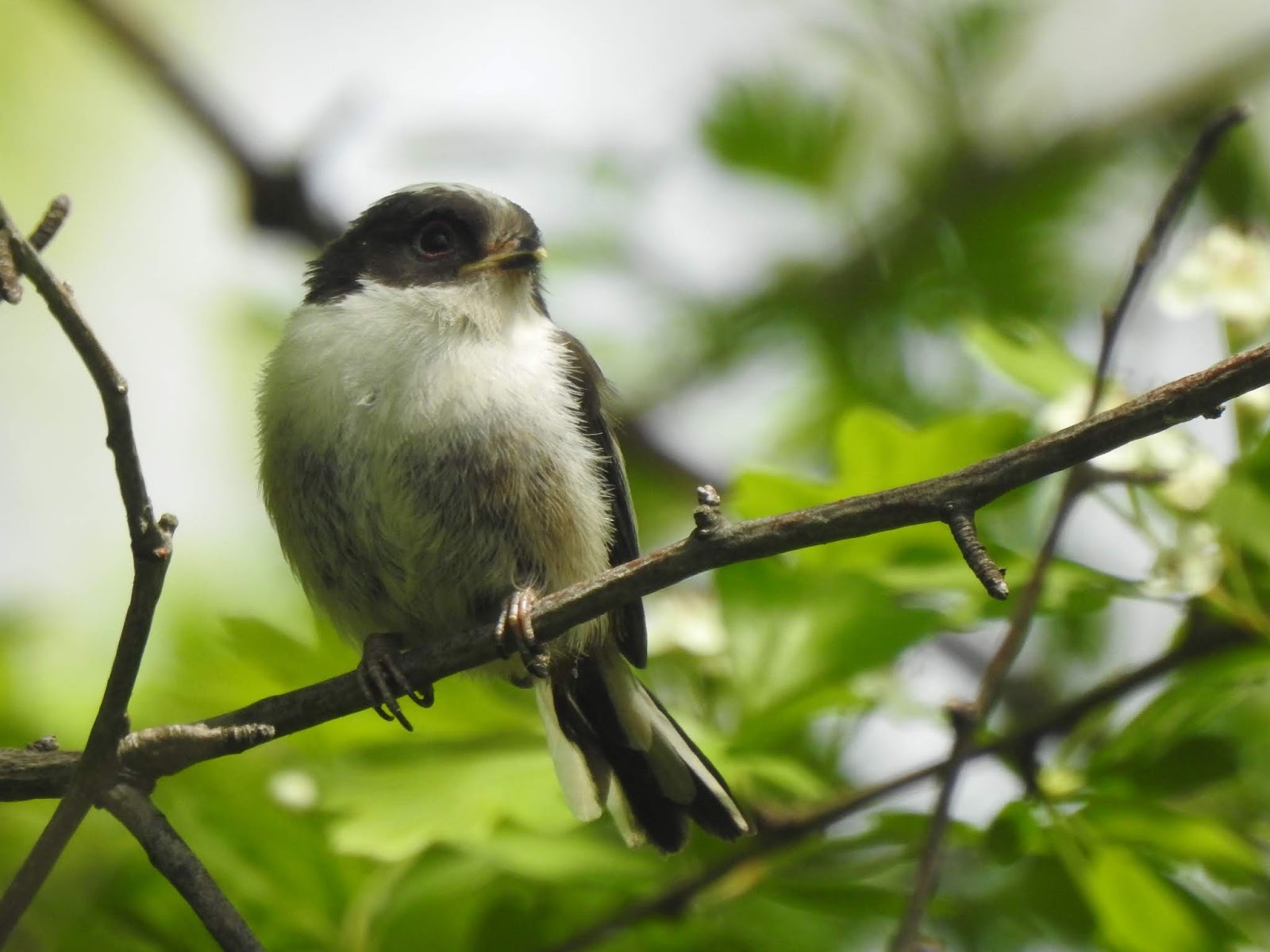 PASARI DIN ROMANIA: PITIGOI CODAT, Pui si juvenili (2), Aegithalos caudatus