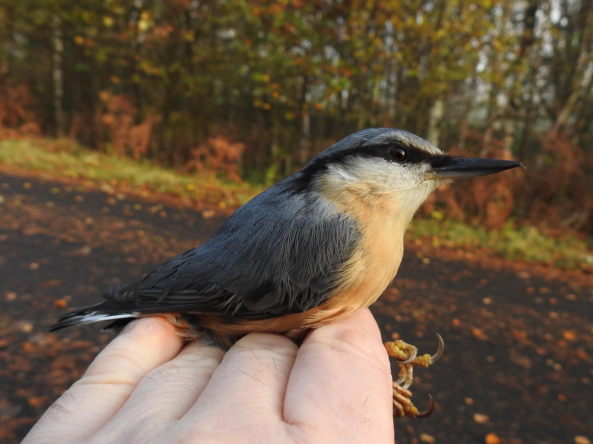 The Hairy Birder: A Splash Of Late Autumn And Avian Colour