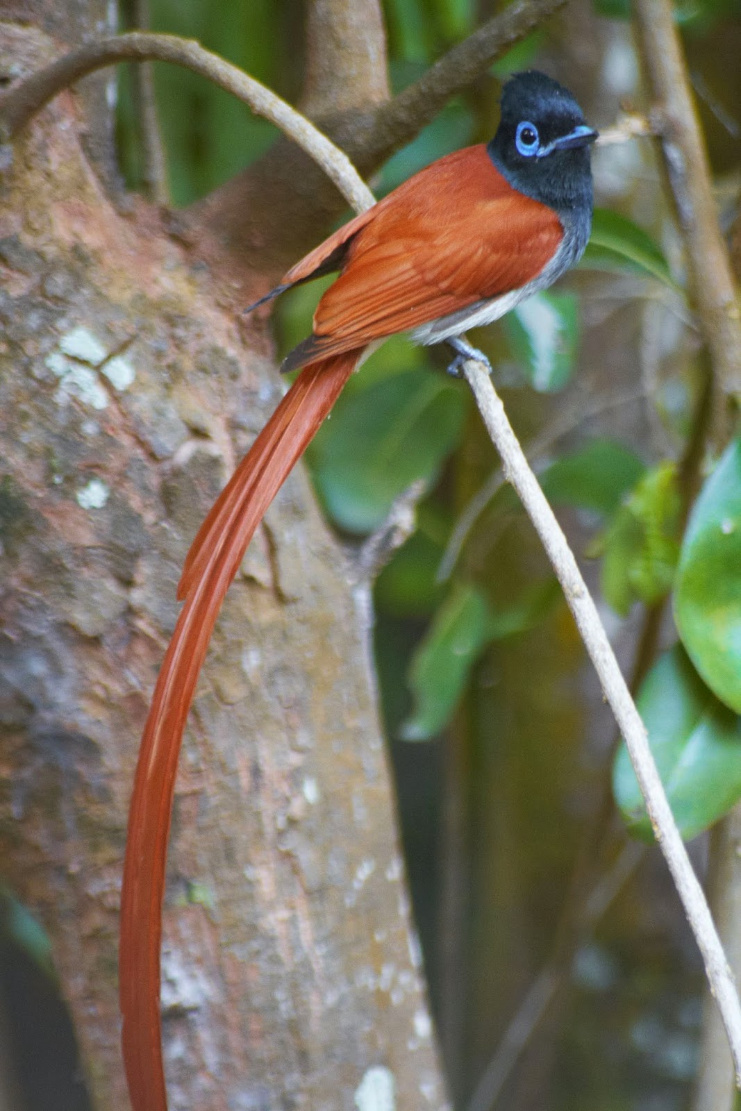 African Paradise Flycatcher - Pets
