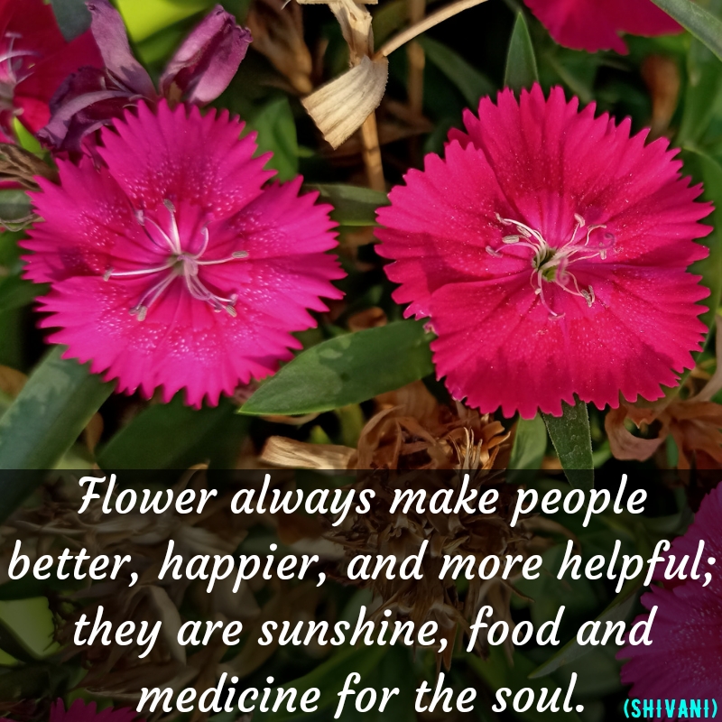 Best 30 Inspirational Flower Quotes With Beautiful Pictures-Quotes ...