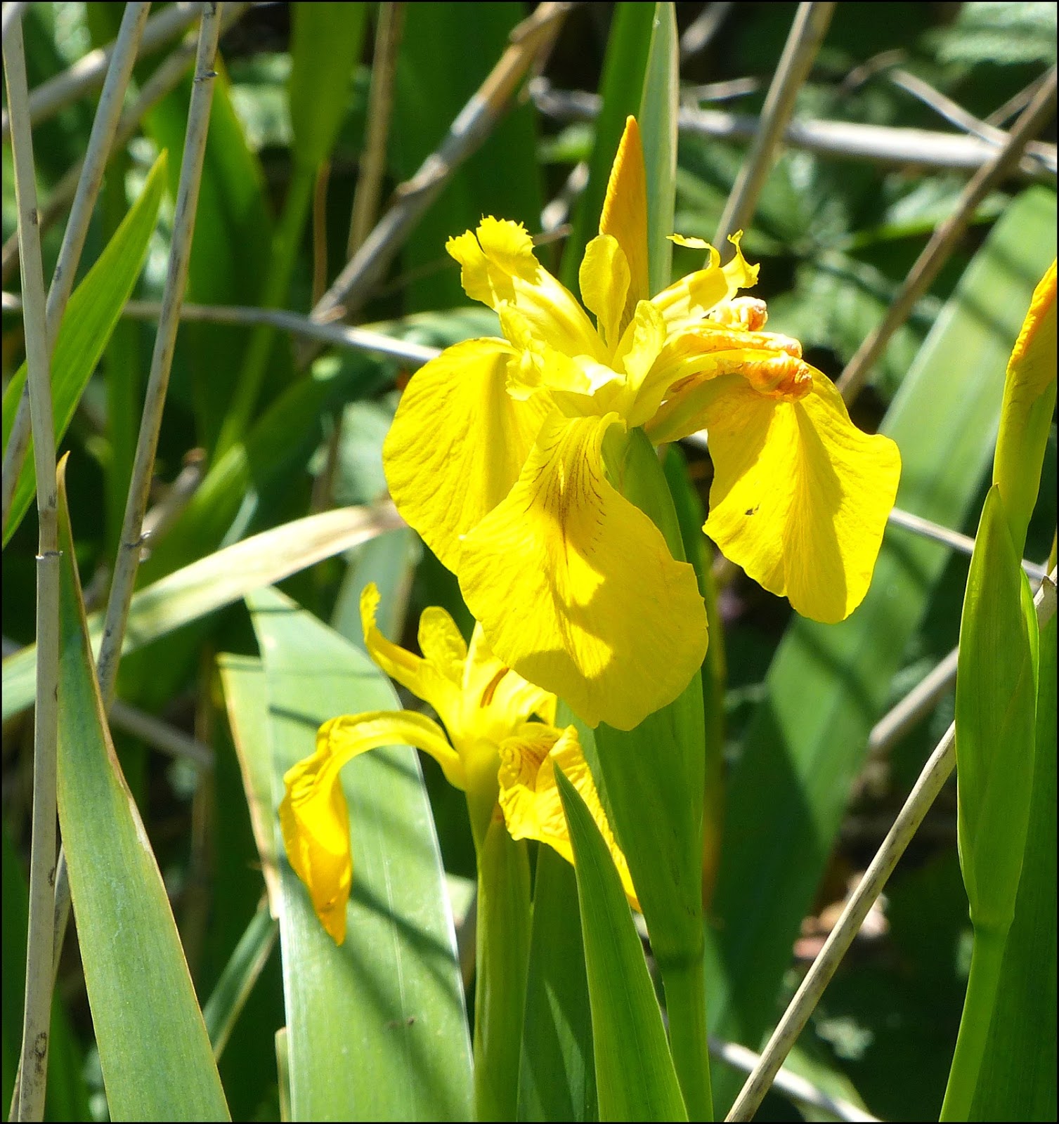 'Our' On-Line Diary: We wander around on the Erith Marshes aka the ...