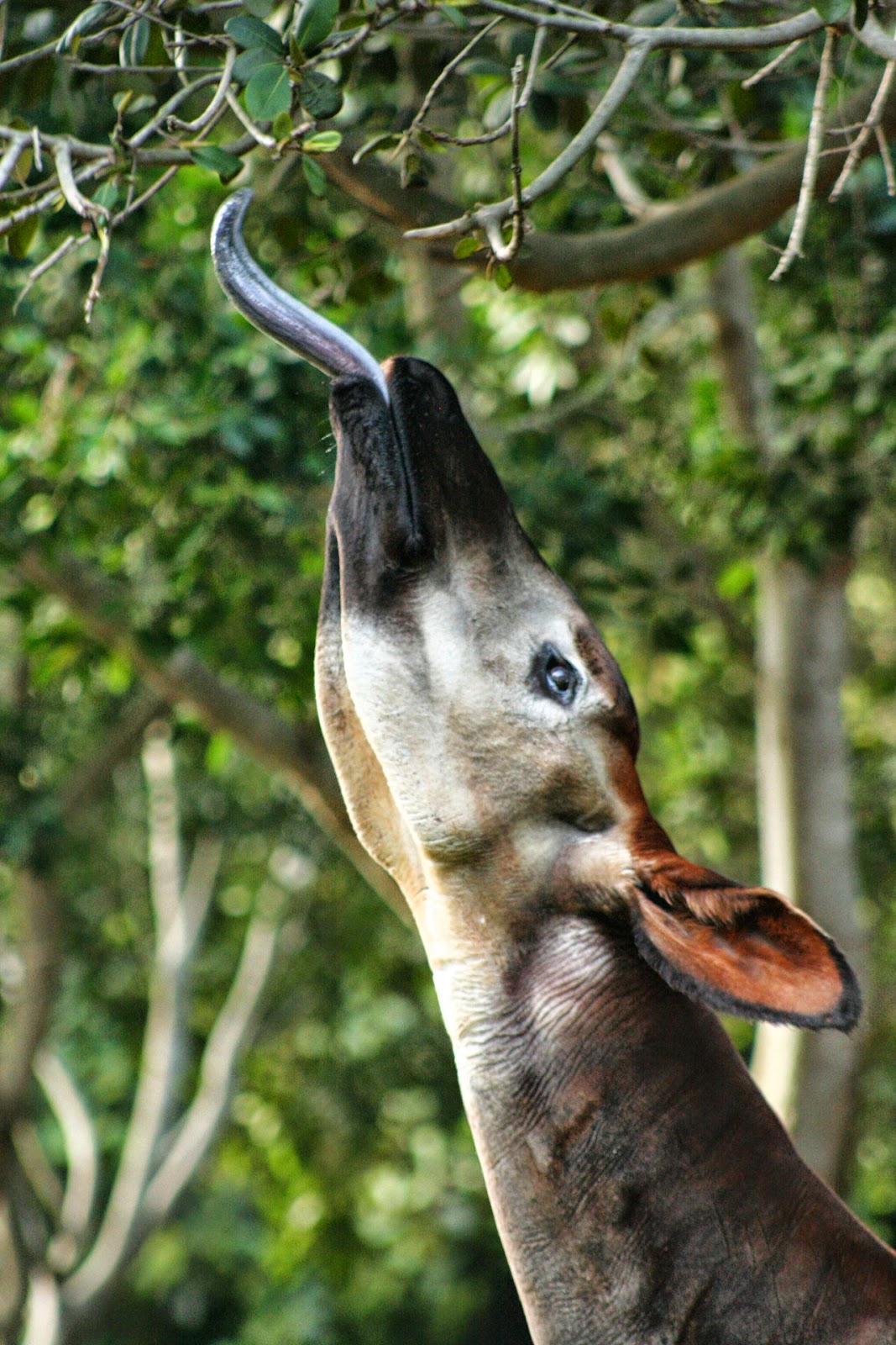 ΟΚΑΠΙ photos - wallpapers | the fun bank