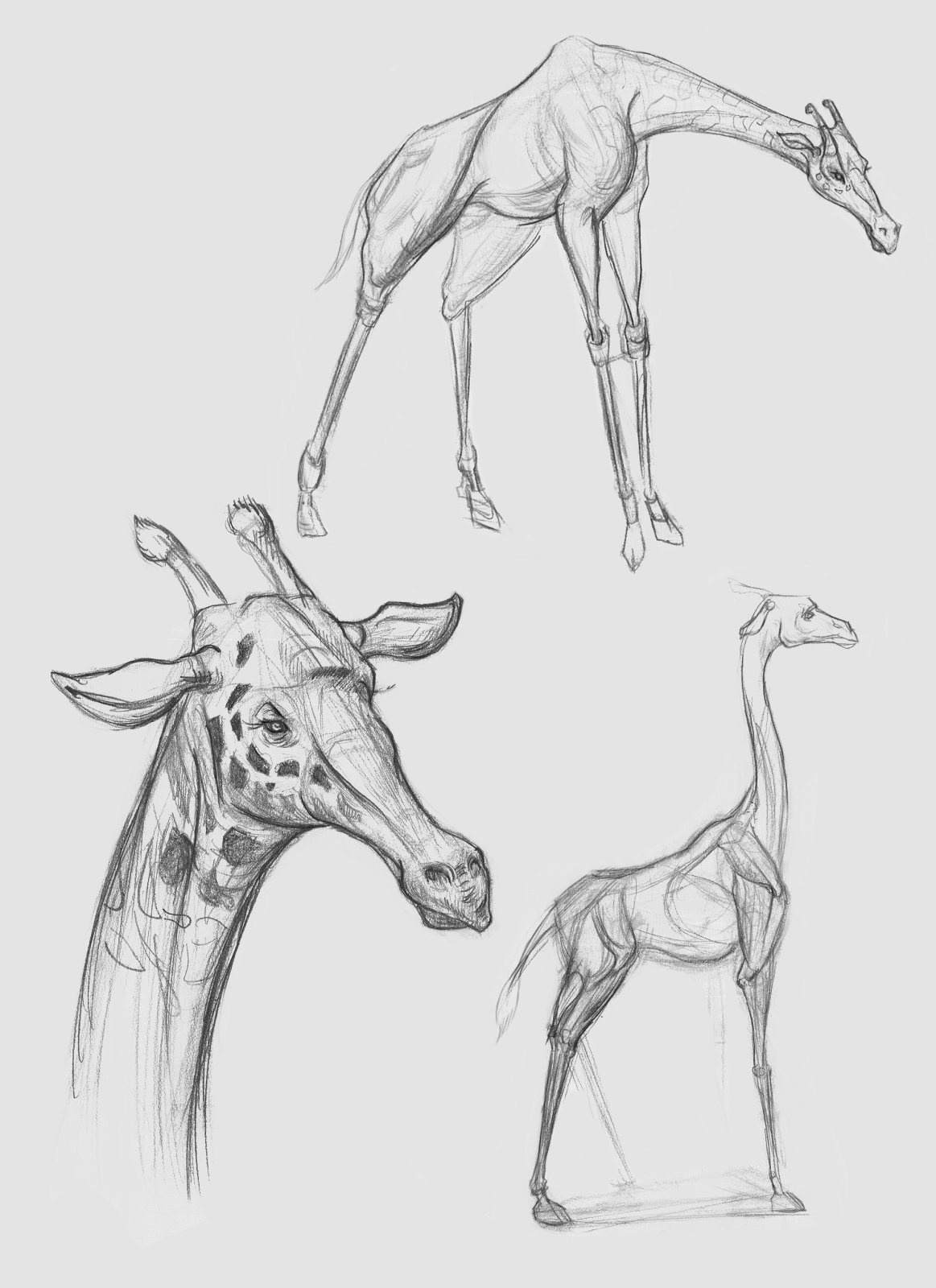Animal Drawing and Sketching 2016: Hannah Floto - Giraffes Zoo