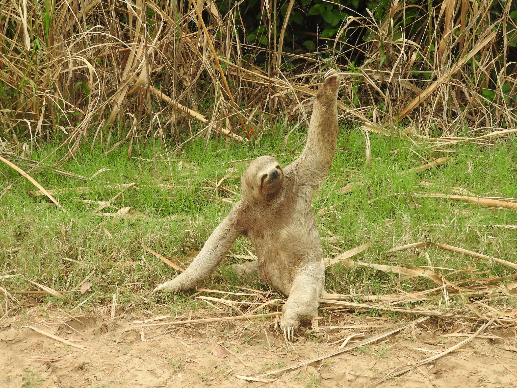 Nick's Adventures Bolivia Tours: THE WORLDS ANGRIEST SLOTH