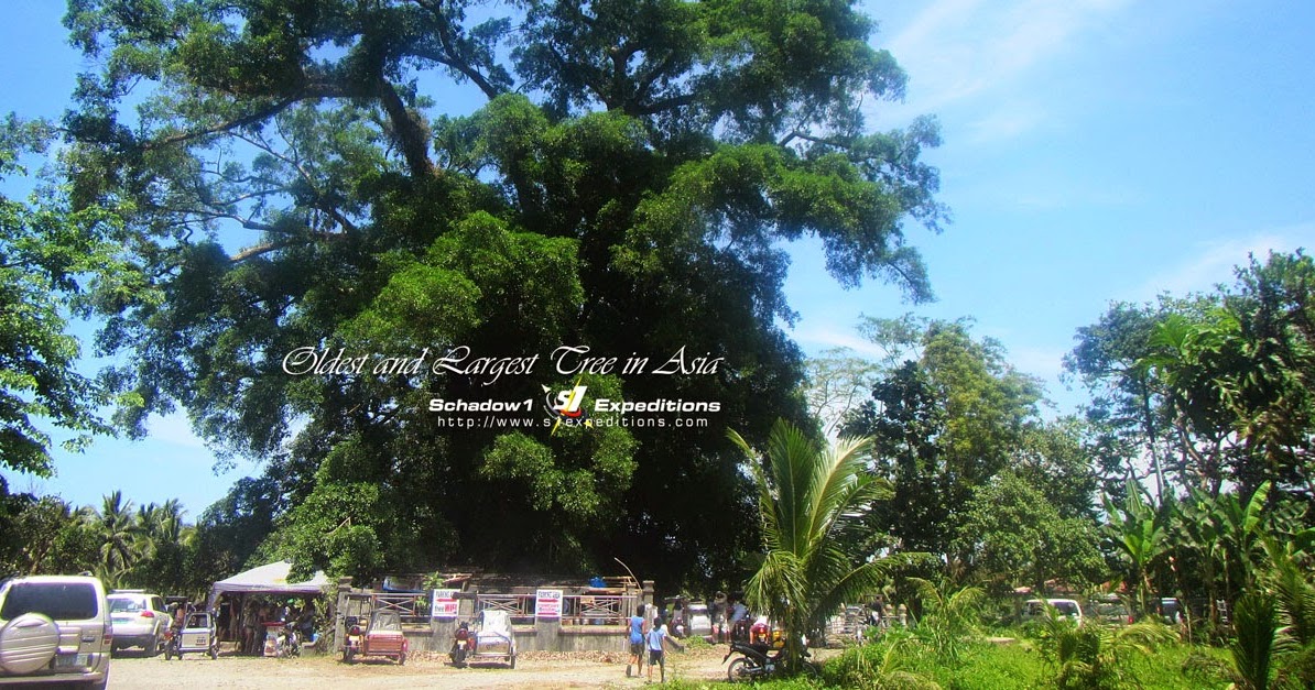 Six Hundred Years of its Legacy - Asia's Oldest Tree in Aurora ...